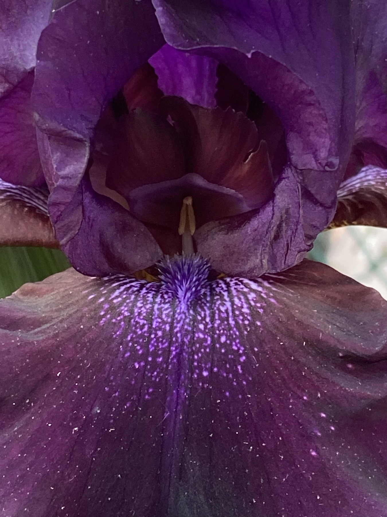 Dream Iris – Effulgenta Esplanade